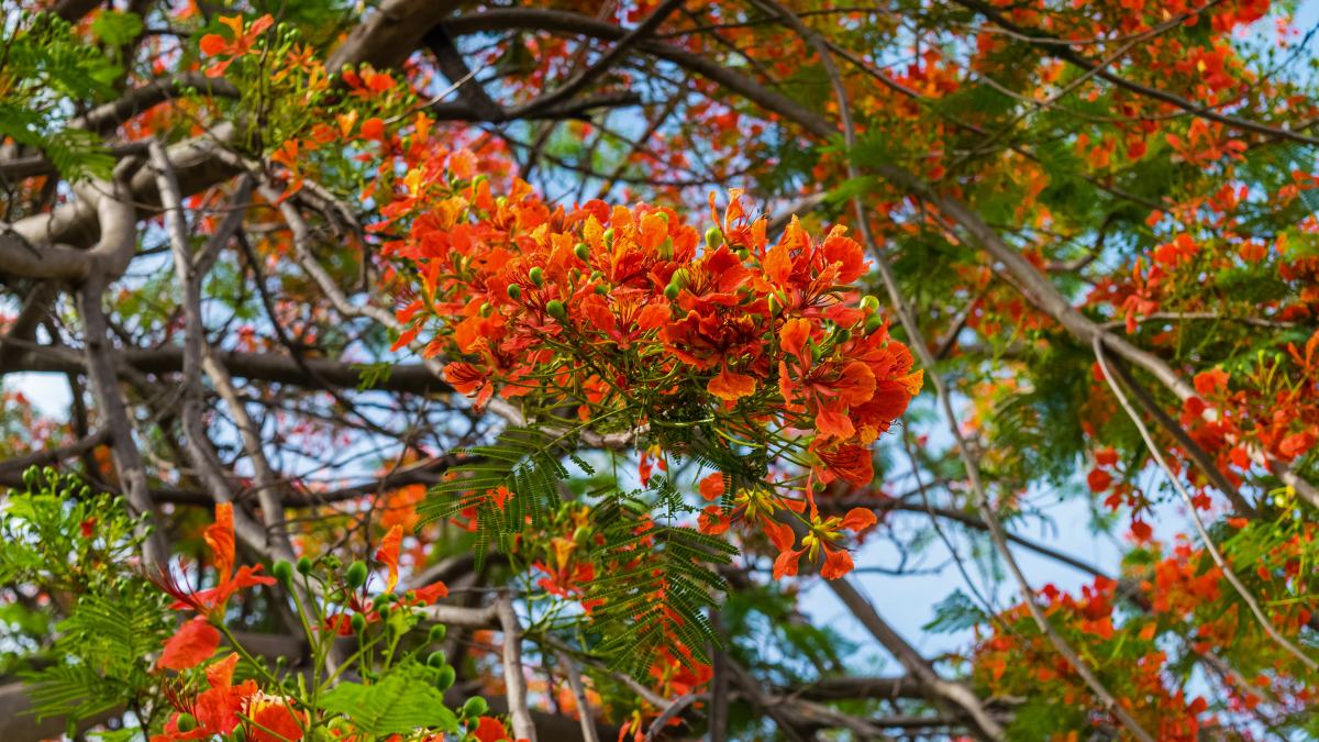 Tổng hợp 50+ hình ảnh hoa phượng đẹp gắn liền với mùa hè